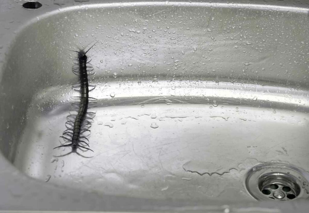 Centipede Repellent: 5 Natural Homemade Centipede Repellents