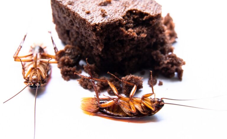 Types of Bugs That Look Like Cockroaches | Roach Control Types of Bugs That Look Like Cockroaches | Roach Control