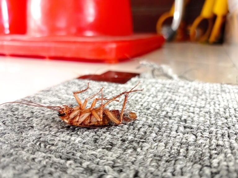 How to Get Rid of Cockroaches in Florida | Best Pest Control