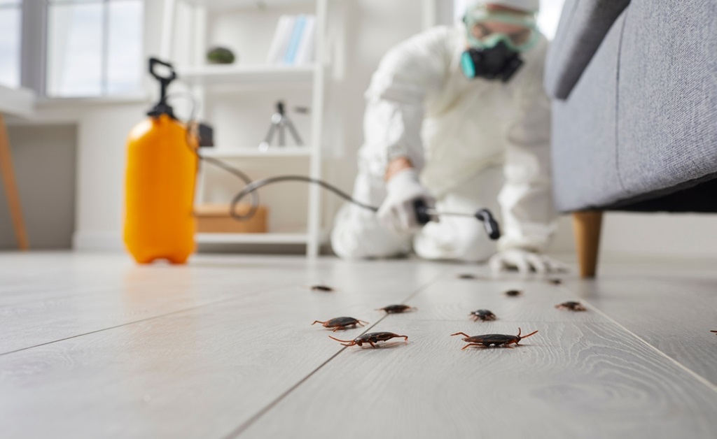 How Long Does Pest Control Usually Take to Work